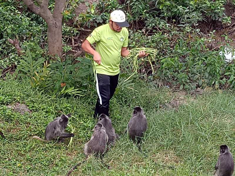 Labuk, Sanctuary for Proboscis Monkey | BORNEONEWS.NET