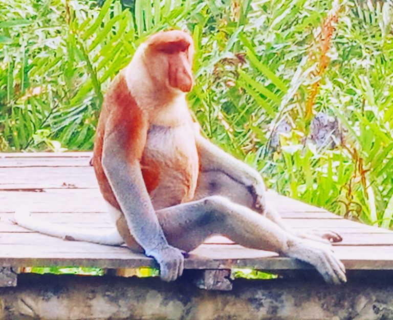 Labuk, Sanctuary for Proboscis Monkey | BORNEONEWS.NET